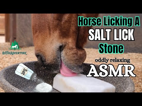 Horse Licking And Biting A Salt Lick Stone ASMR | Oddly Relaxing | Horse Sounds 🧂😋