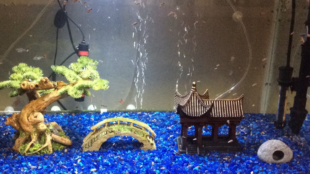 Silent LS #gaffi fish - YouTube