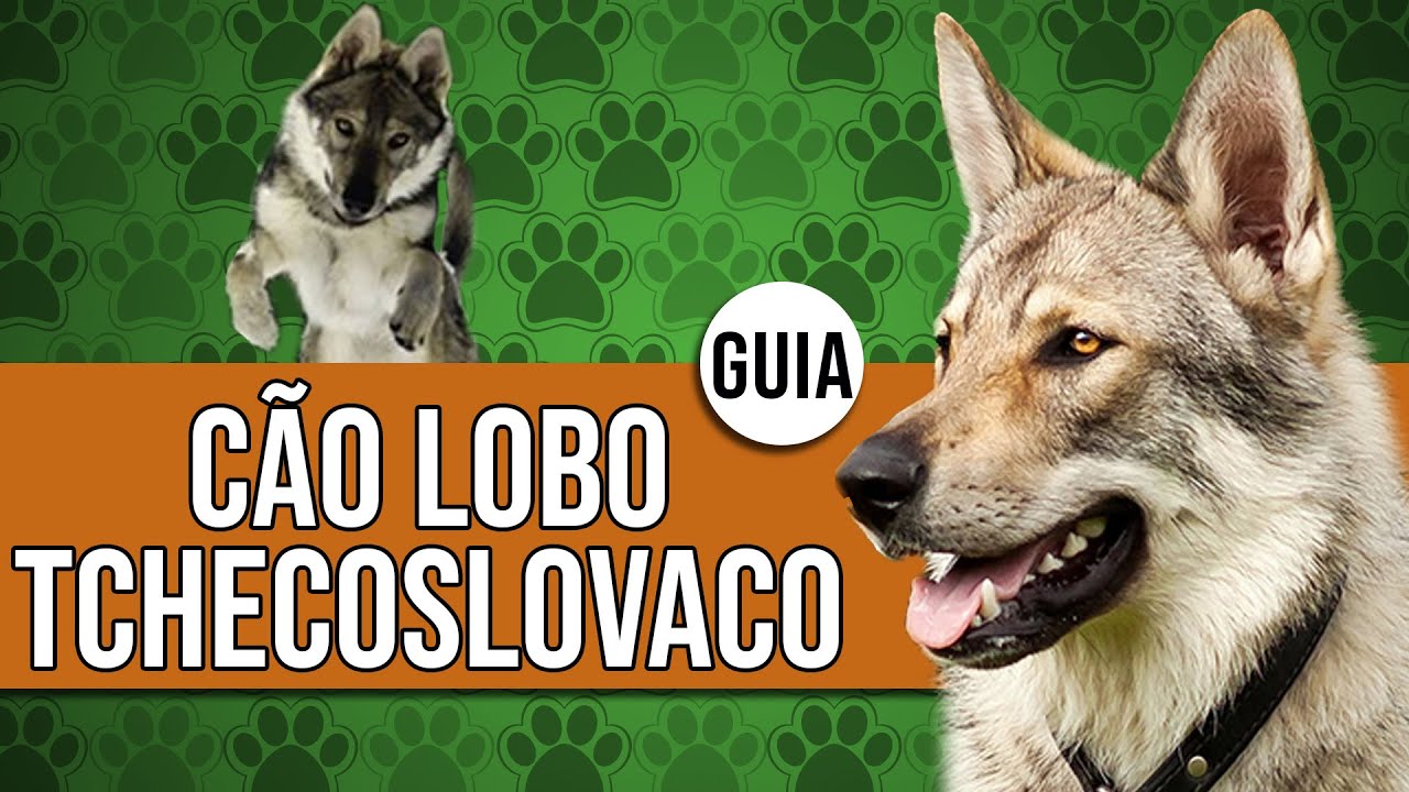 CÃO LOBO TCHECOSLOVACO - Tudo sobre a raça - YouTube