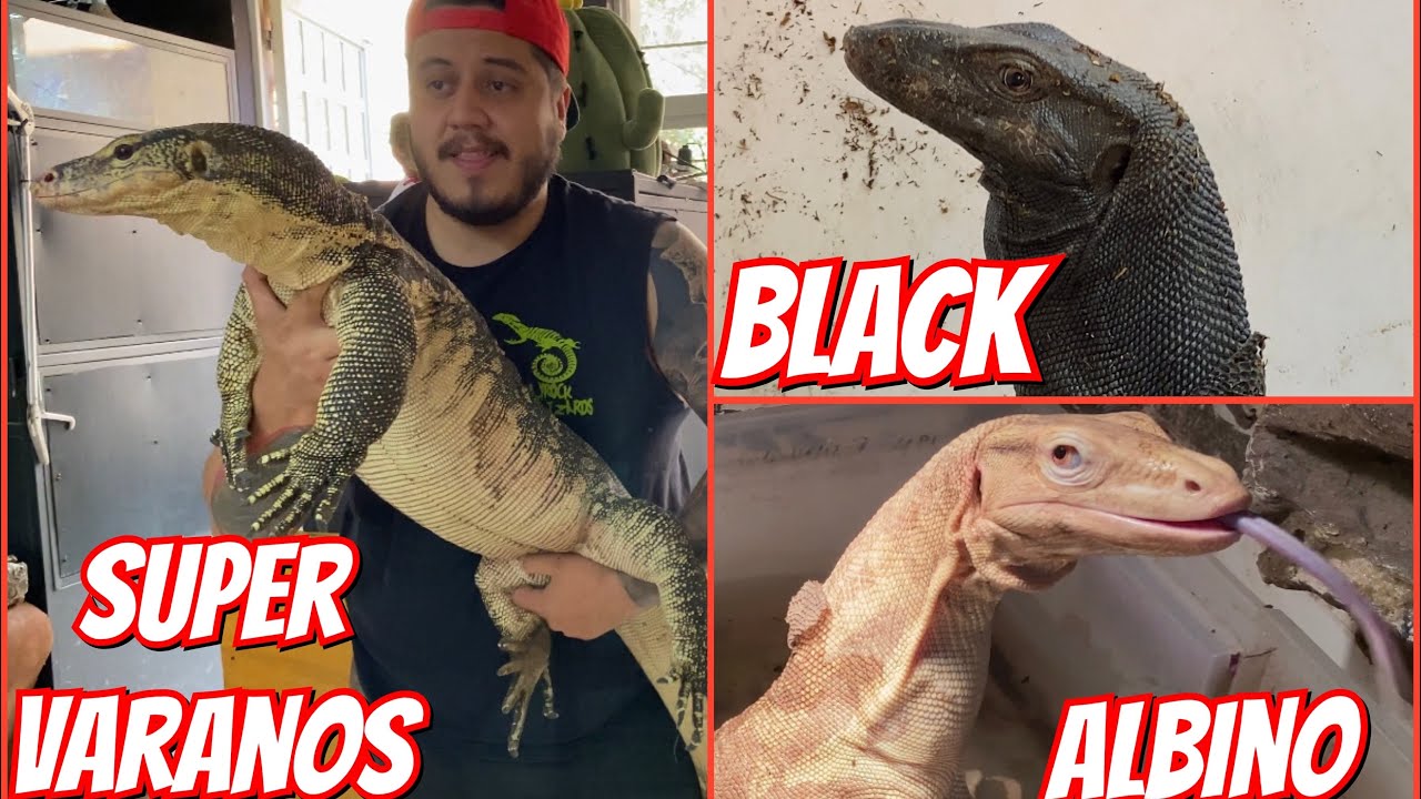 ALIMENTANDO A MIS MEJORES VARANOS!!! 🦎🐲🐉 - YouTube