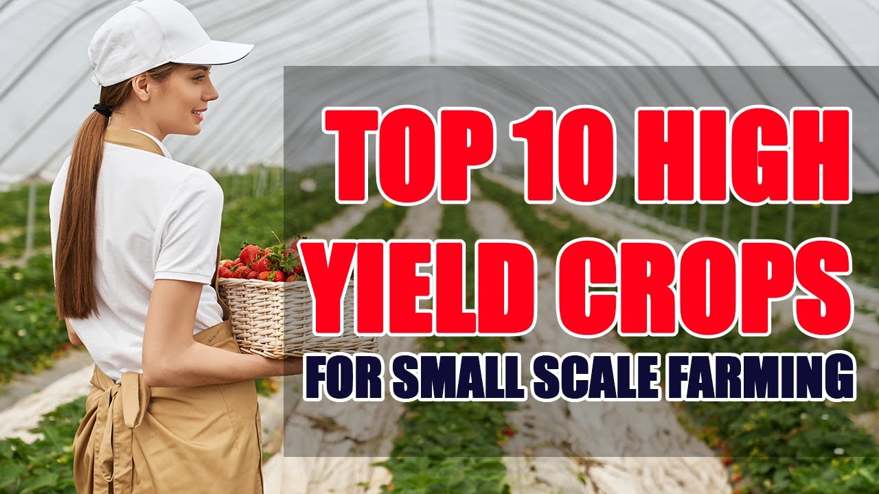 Small Scale Farming Success Discover The Best High Yield Crops small-scale-farming-success-discover-the-best-high-yield-crops