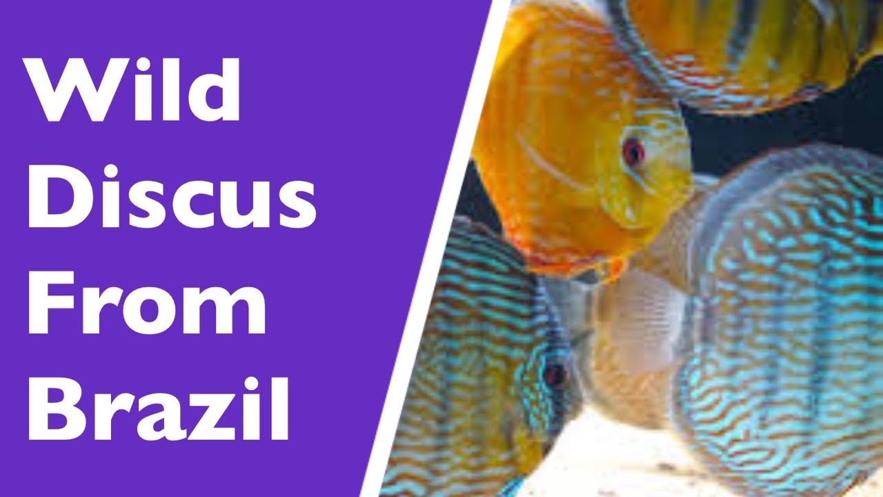 Wild Red Discus fish from Beruri Brazil in the fish room! - YouTube