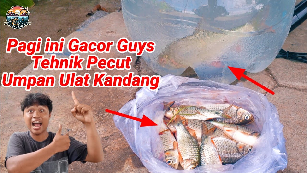 Mancing Ikan Wader Derbang Spot Habis Hujan Tehnik Pecut Umpan Ulat Kandang di Daerah Jogja ...