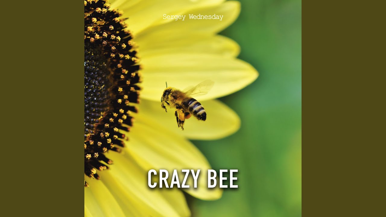 Crazy Bee - YouTube