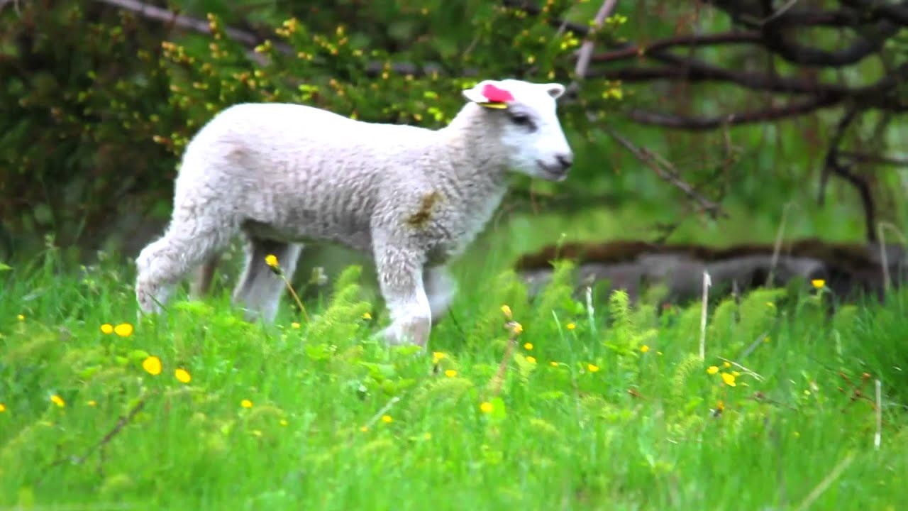 Bæ bæ lille lam - Sheeplette - YouTube