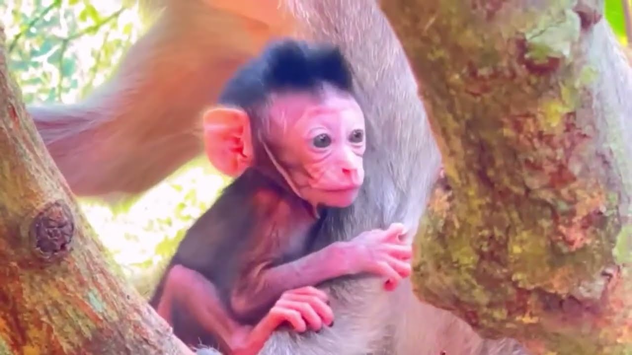 NOOO!! Injured Baby Monkey Screams…Mom's Fast Response! - YouTube