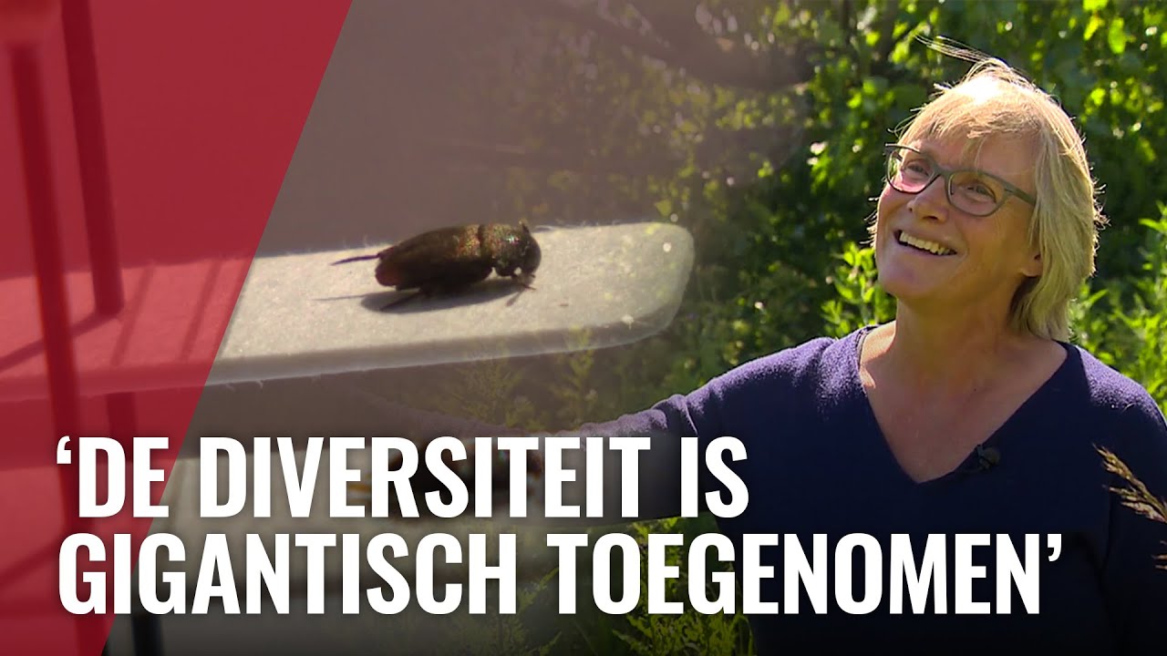 Nieuwe kever in Vondelpark vernoemd naar The Beatles - YouTube