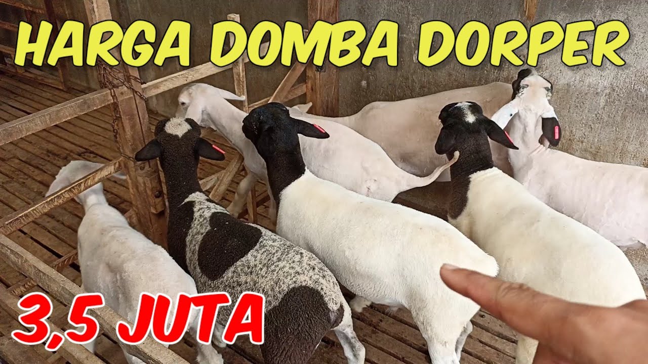 HARGA DOMBA DORPER F1 DAN F2 DI KANDANG IRFAN KAMILFARM 3 JUTAAN - YouTube