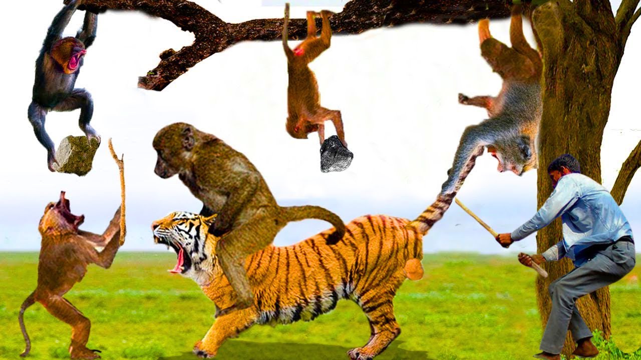UNBELIEVABLE Monkey Wisdom Challenges Tiger's Might: WHO WILL PREVAIL ...