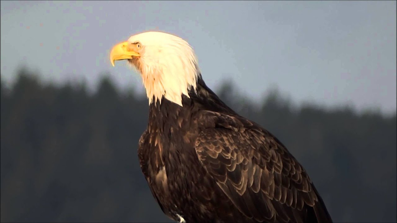 Eagle Choking On Plastic - YouTube