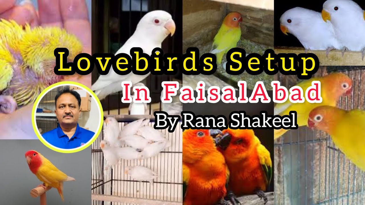 Beautiful Lovebird Setup in Faisalabad By Rana Shakeel Ahmad | Setup ...