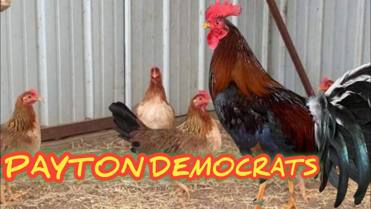 HISTORY OF DEMOCRATS GAMEFOWL | MY PASSION HISTORY - YouTube
