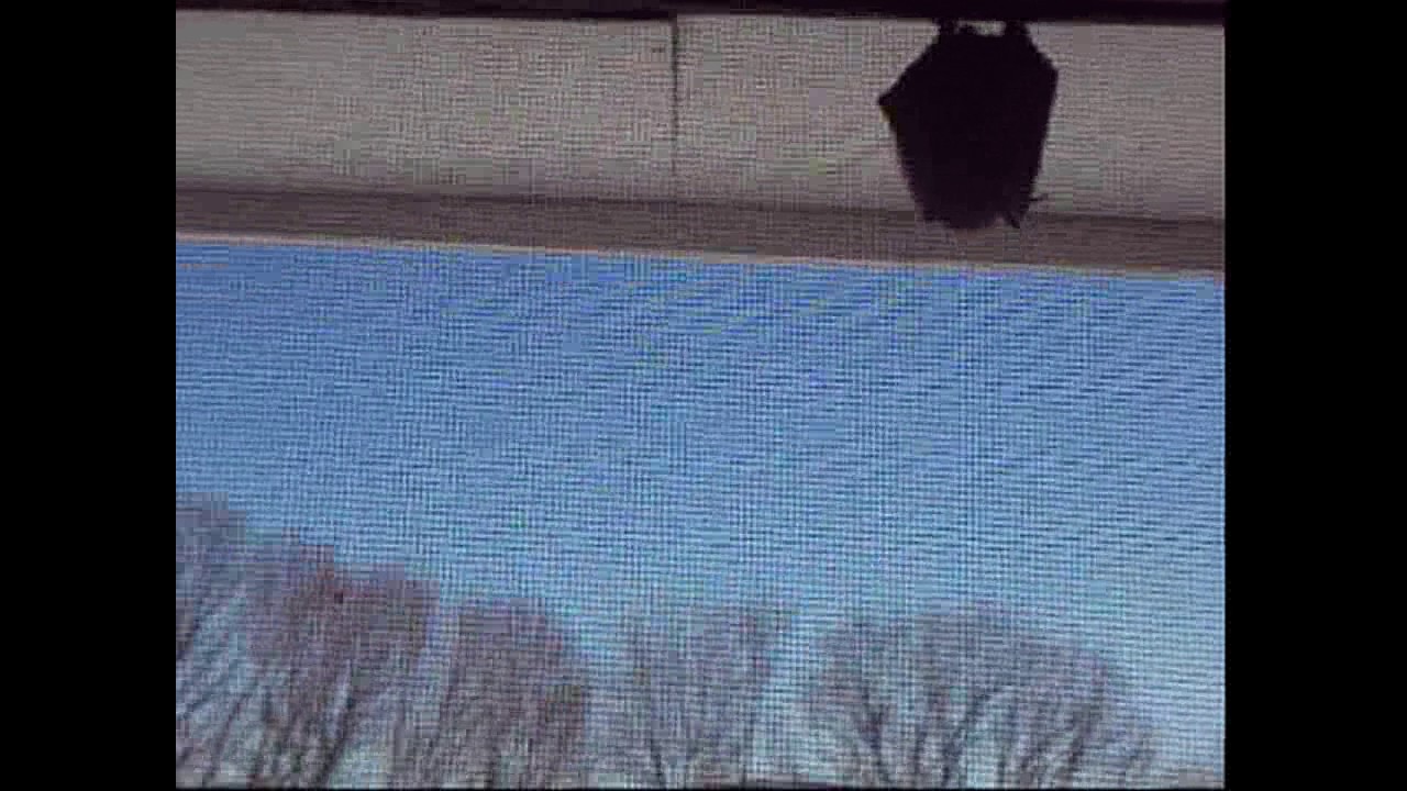 A BAT IN THE WINDOW | Chiroptera - YouTube