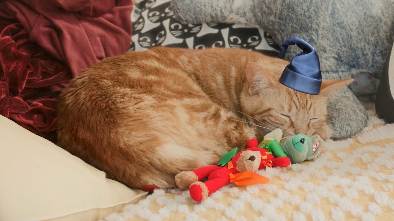 Sweet Dreams With The Adorable Sonja Cat Napping 💤 #catnapping #catnap ...