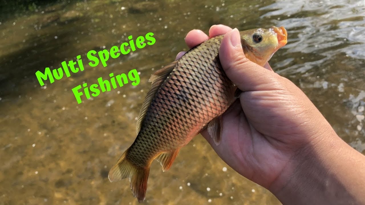 Multi Species Fishing With Just One Lure! - YouTube