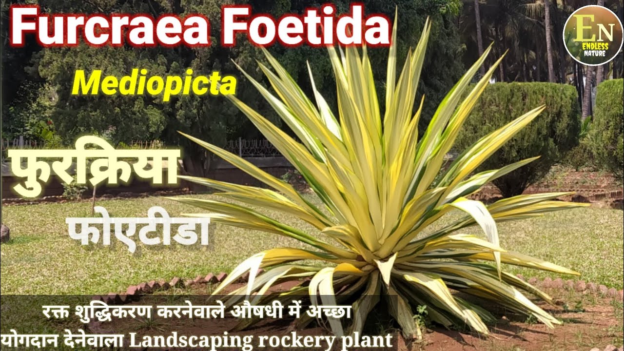 Furcraea Foetida | Furcrea Mediopicta | Mauritius Hemp | Agave Foetida ...