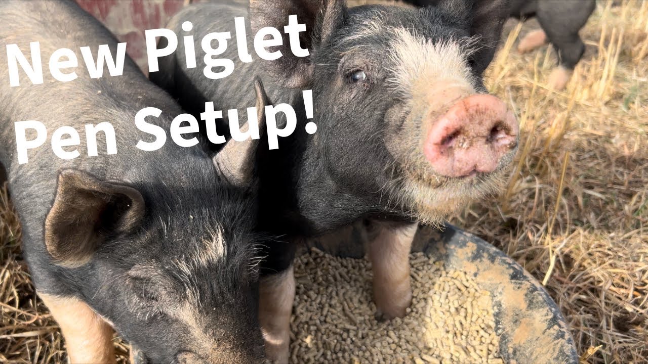 Piglet Pen Setup - YouTube