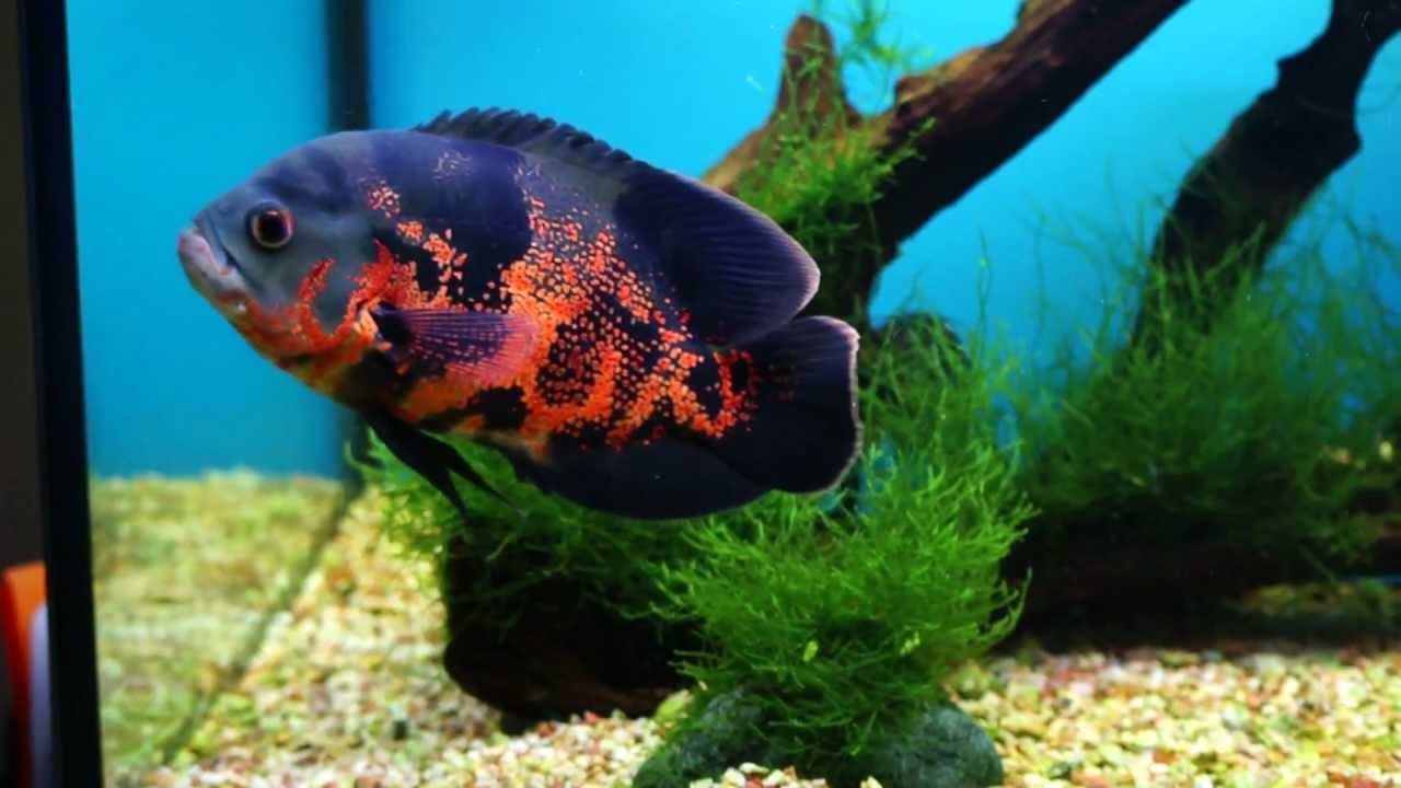 Oscar - Astronotus ocellatus #1 - YouTube