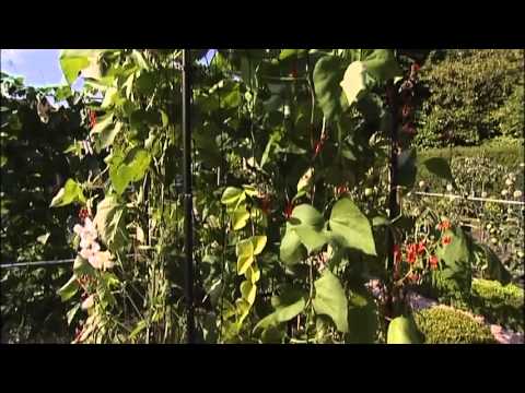 How to grow runner beans with a Harrod Slot & Lock® Bean Frame Column ...