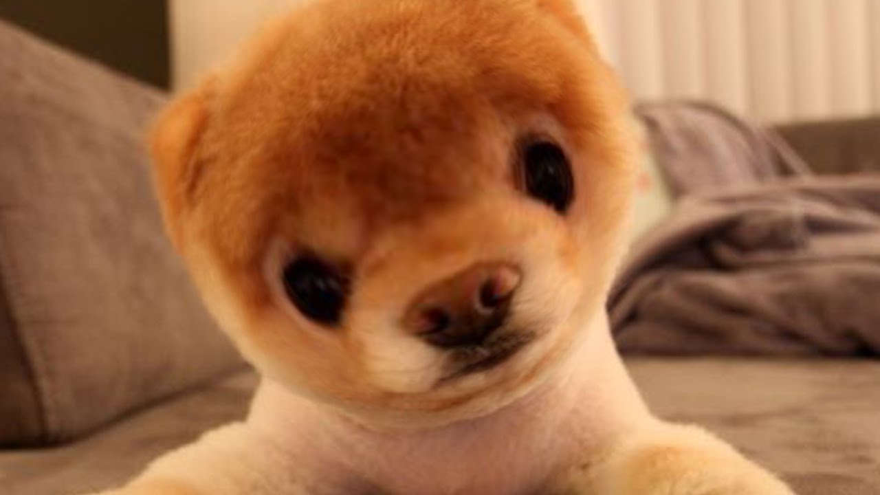 PERROS Y CACHORROS GRACIOSOS #5 - YouTube