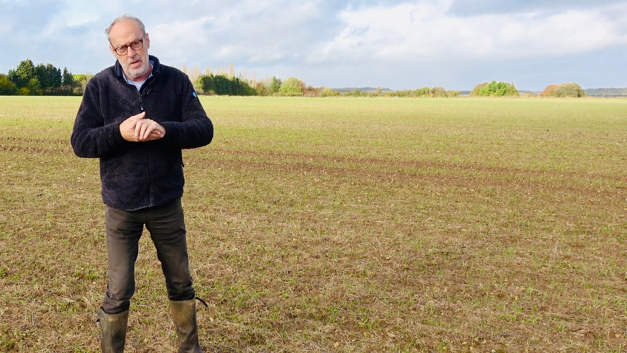 After almost continuous rain, how does the wheat look & Red Tractor ...