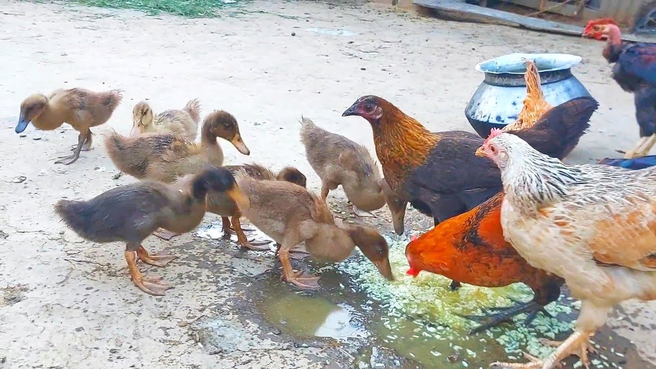 Chicken chicks And Duck Ducky Videos - YouTube