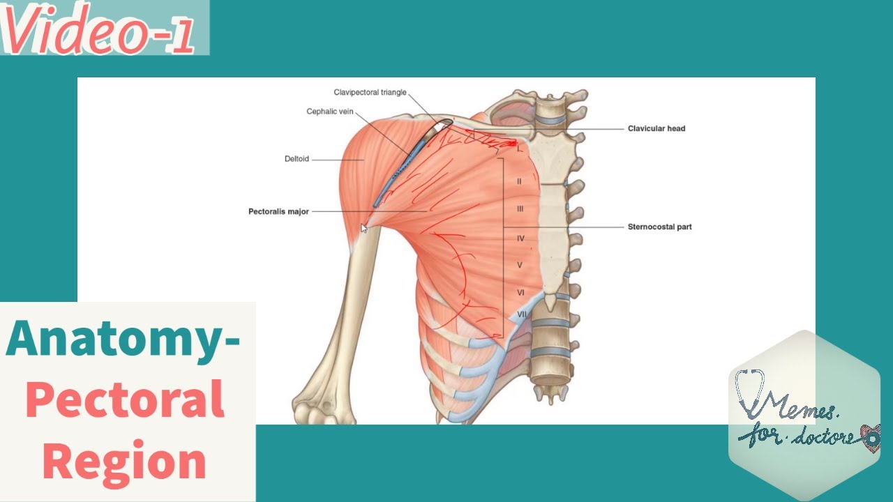 Anatomy- Tutorial On Pectoral Region - YouTube