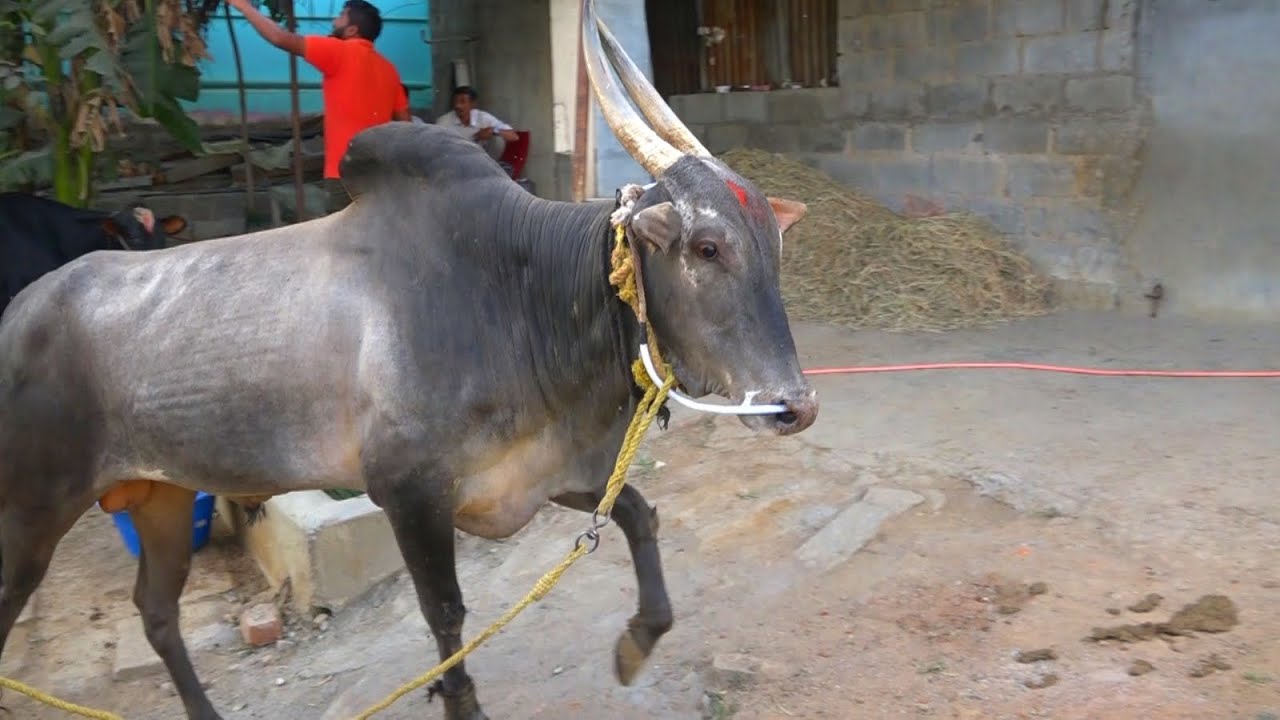 Bullet Gani's Fantastic Jallikattu bull running, Bukkasagaram - YouTube