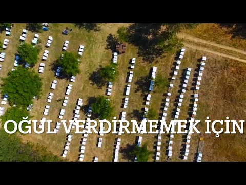 ARILARA OĞUL VERDİRMEMEK