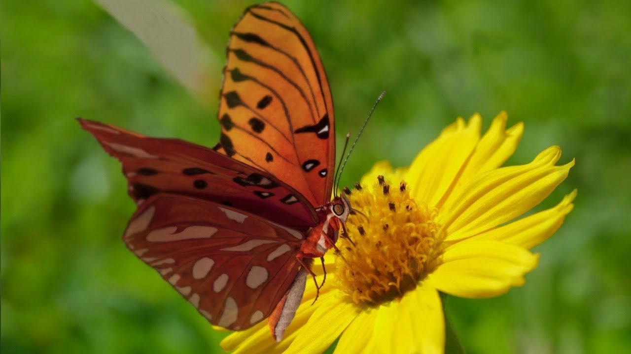 CGI 3D Animated Butterfly in Blender - YouTube