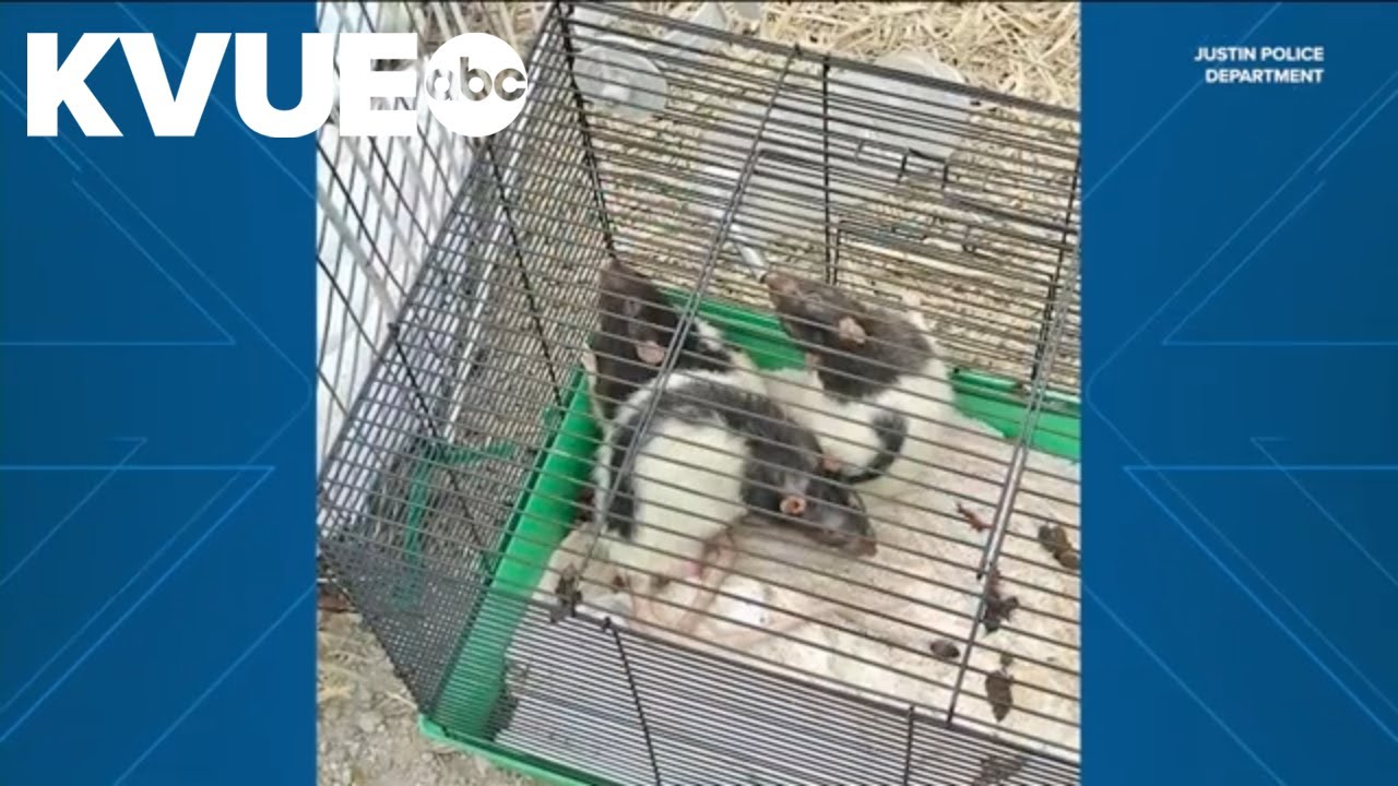 Nearly 60 rats rescued in North Texas - YouTube