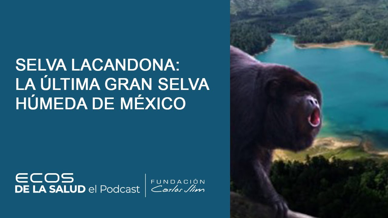 Selva Lacandona: la última gran selva húmeda de México - YouTube