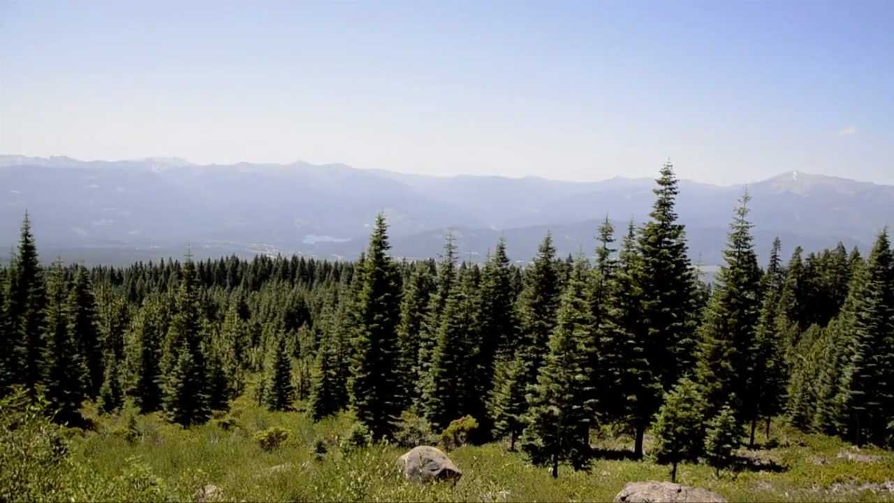 Oregon Conifers - YouTube