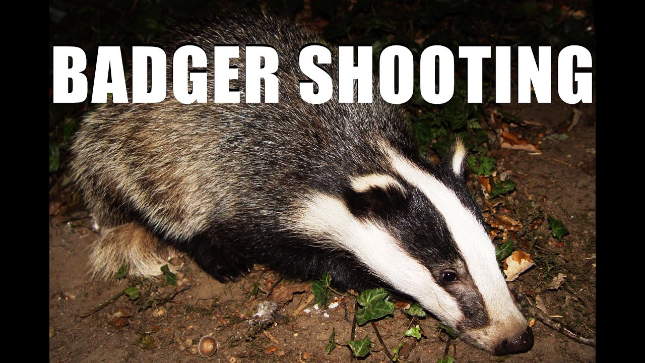 Fieldsports Britain - Shooting badgers and wheelchair guns - YouTube