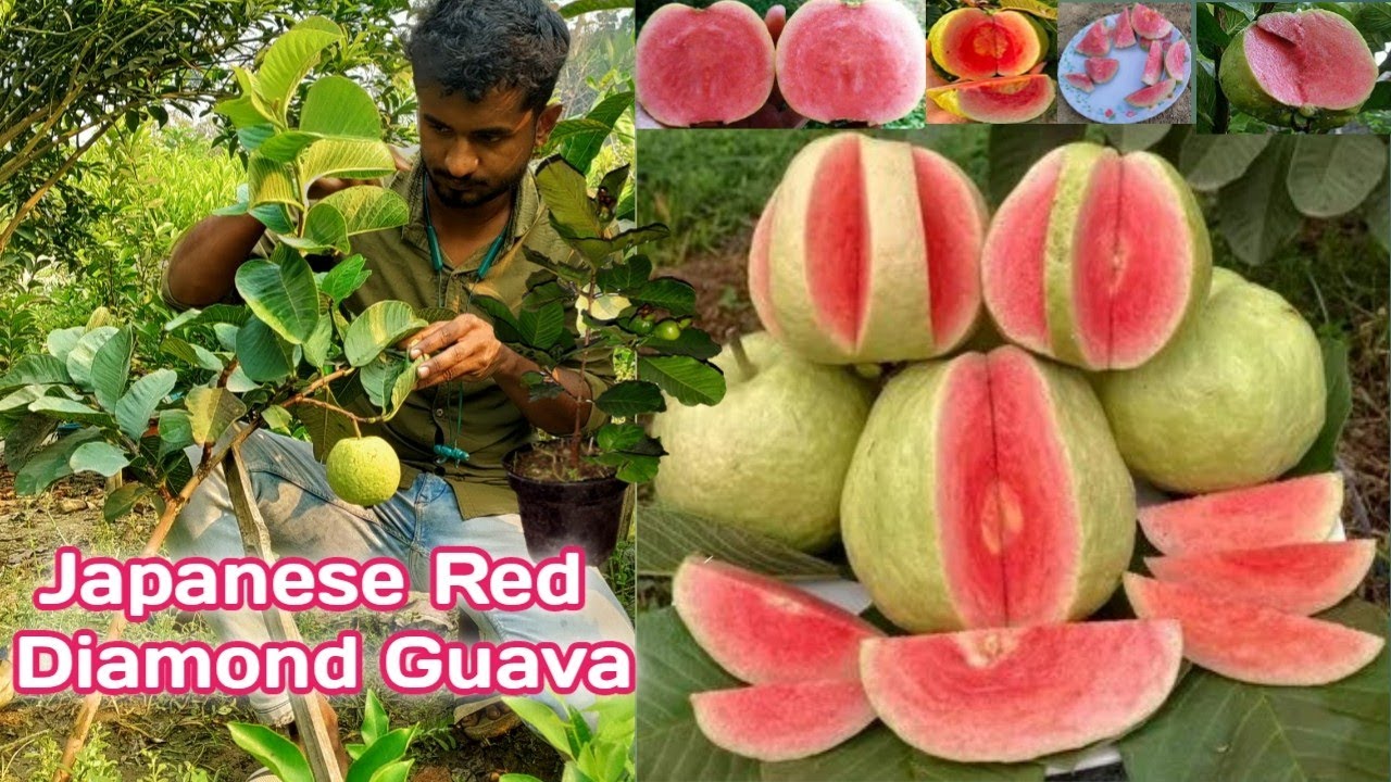 japanese red diamond guava plant || japanese guava plant || best guava ...