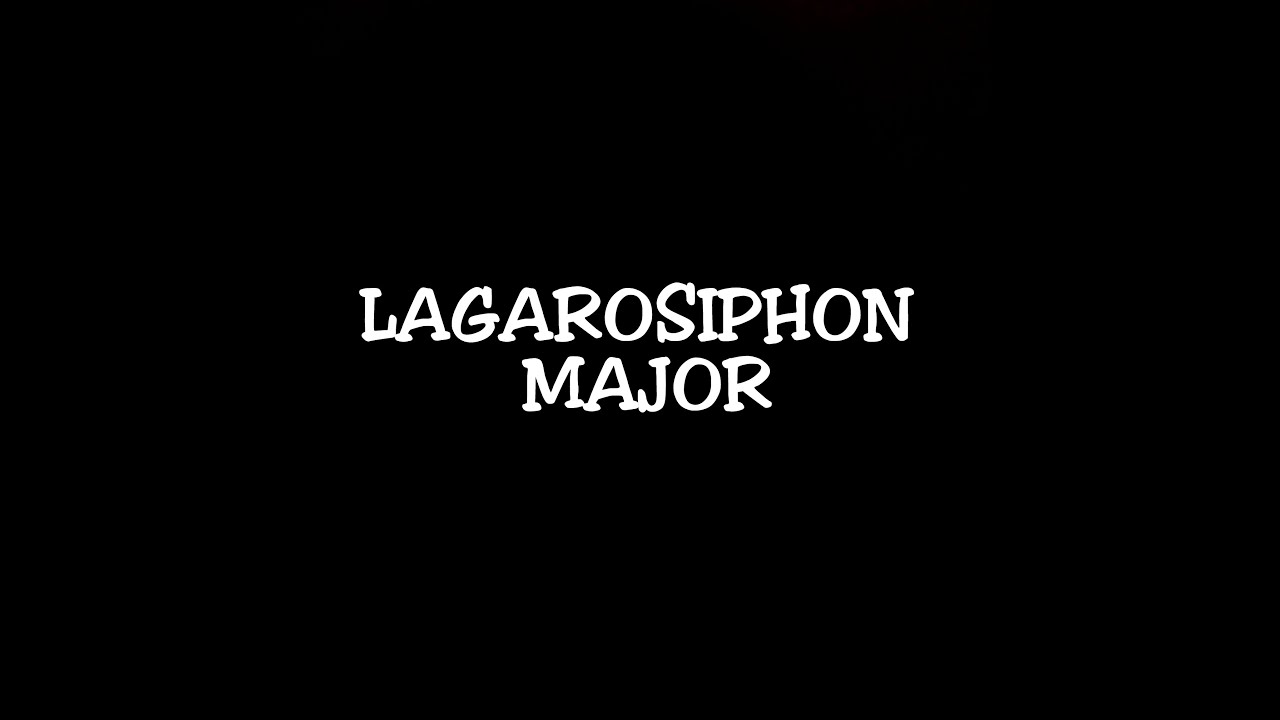 🌿Lagarosiphon Major🌿 - YouTube