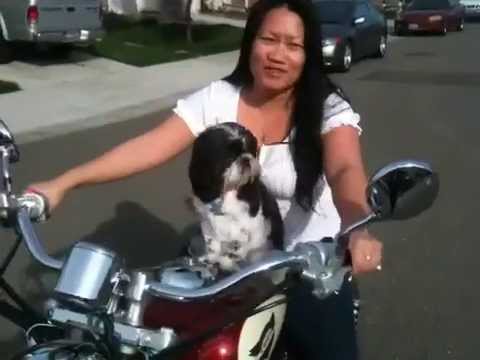 Shih Tzu riding motorcycle - YouTube