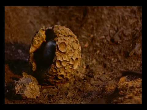 The Blob (1958) - YouTube