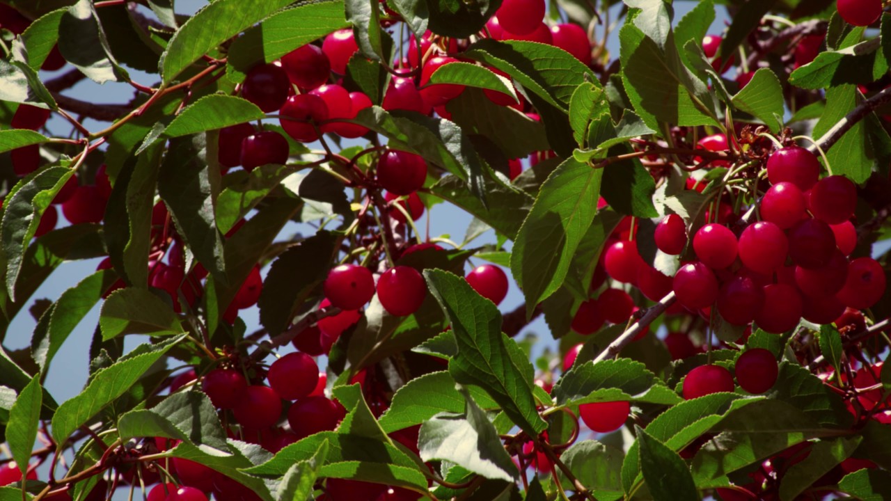 Close-up shot of cherries on cherry tree - YouTube