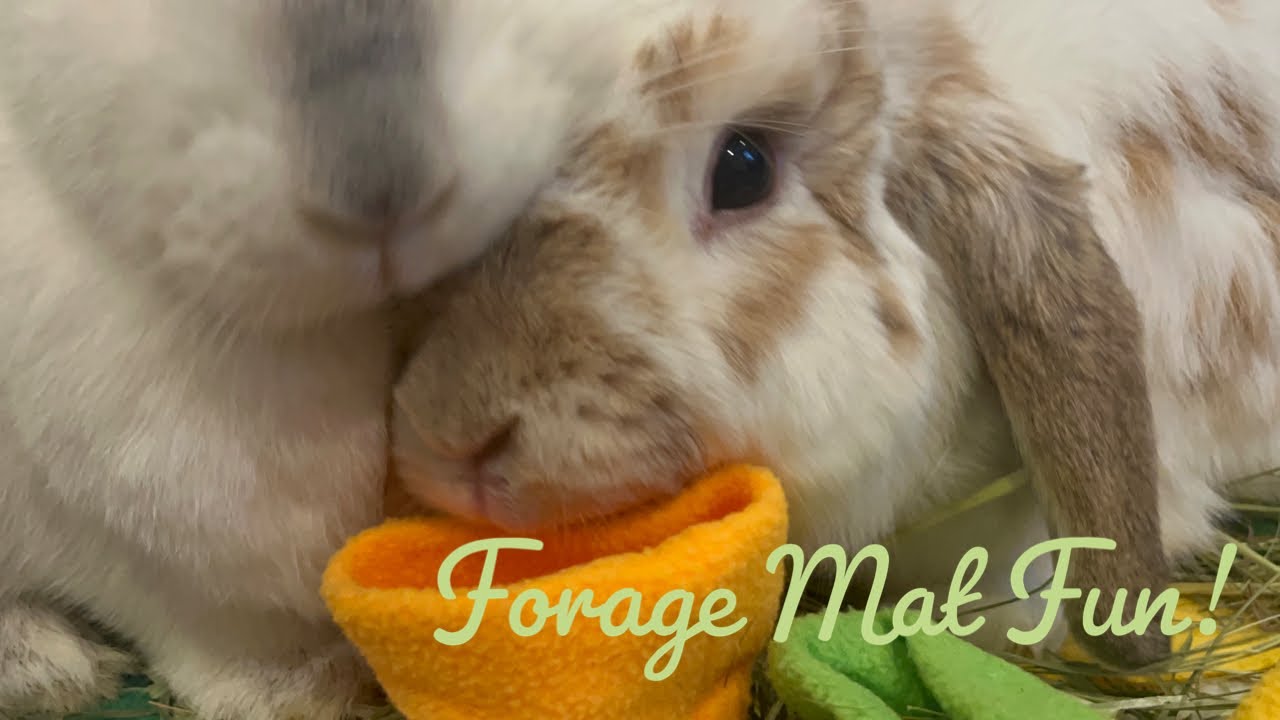 Forage Mat Fun! - YouTube
