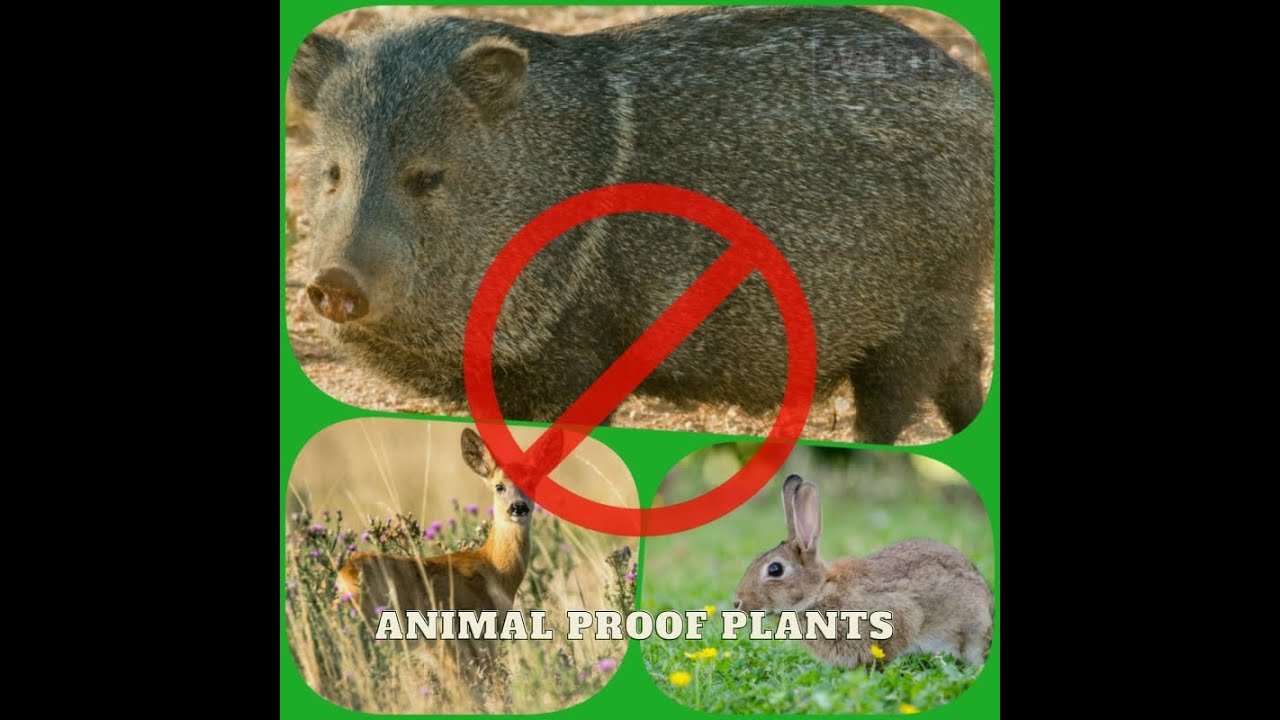 🐇 Animal Proof Plants the Deer Rabbits and Javelina Leave Alone 🐇 - YouTube