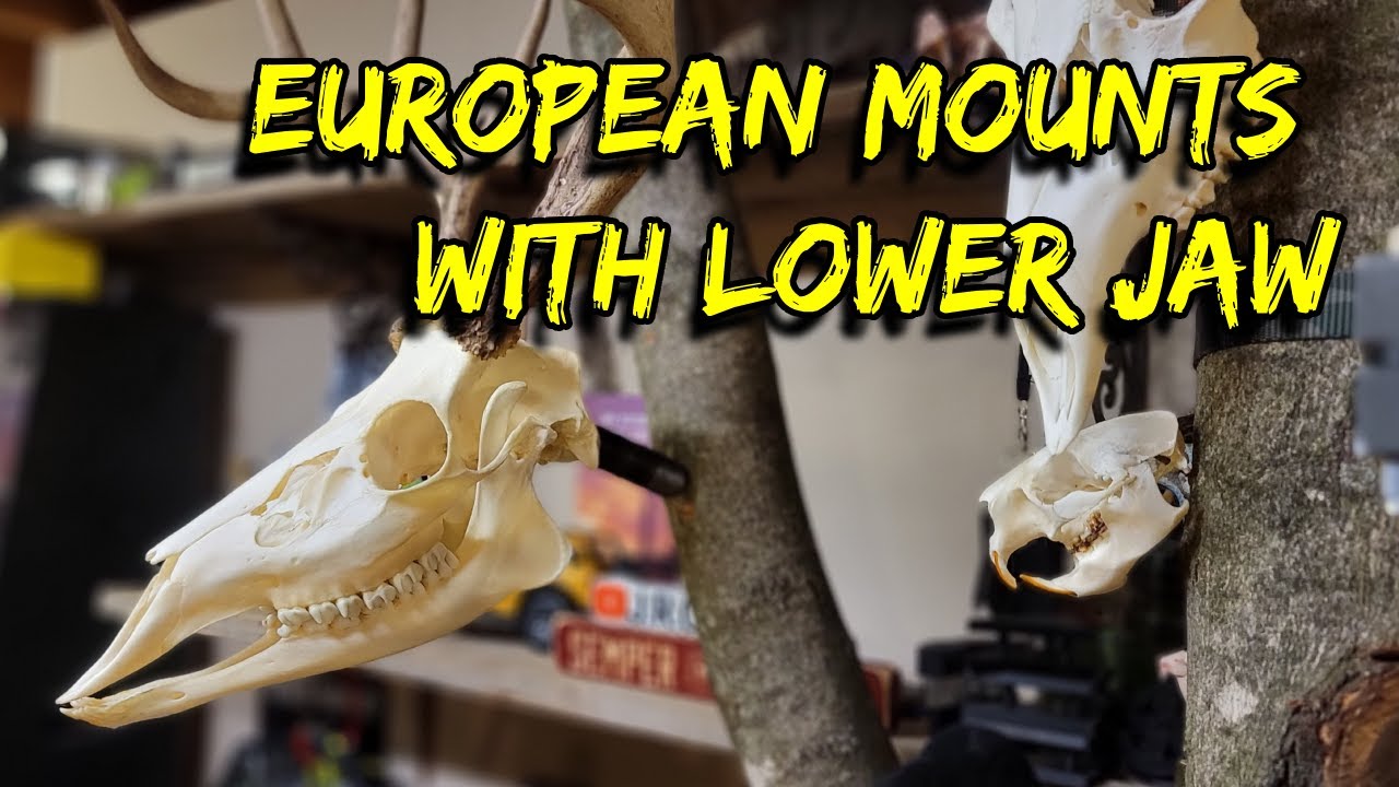 How to Mount a Lower Jaw on a European Mount: Step-by-Step Guide; Euro ...