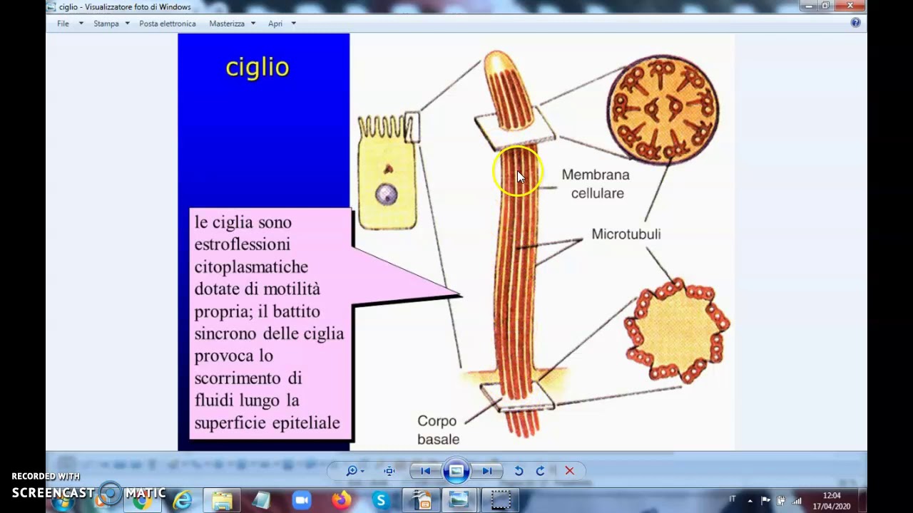 citoscheletro, ciglia e flagelli - YouTube