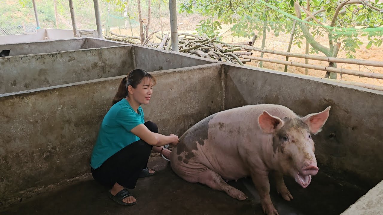 Take care of pigs daily. Experience the working life of planting trees ...