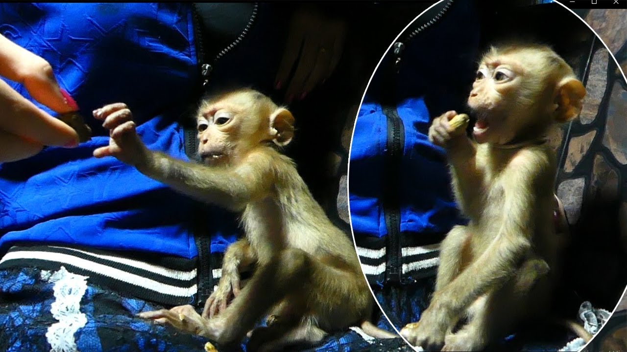 Monkey Dodo Eat Peanut While Sleeping - YouTube
