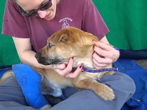 A4916429 Buster | German Hunting Dog/Irish Terrier Mix - YouTube