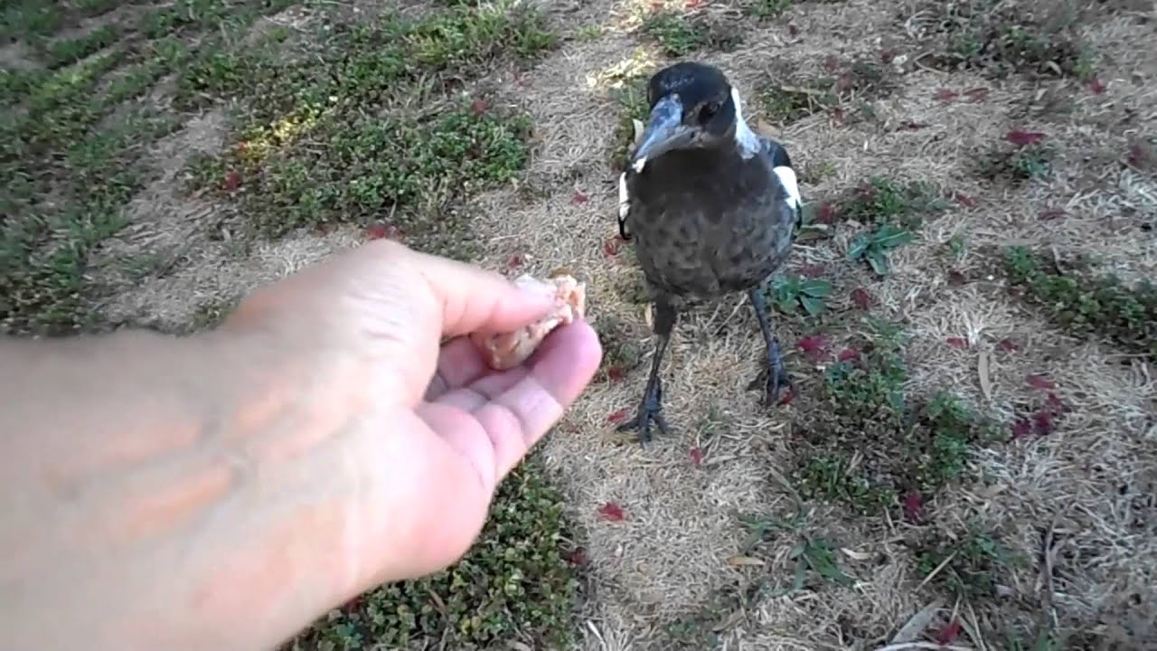 BABY MAGPIES - YouTube