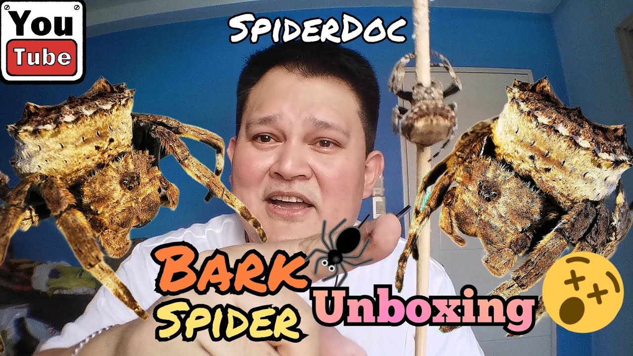 UNBOXING TIME: Gagambang BARK Spider. Caerostris sp. Mga Kakaibang ...