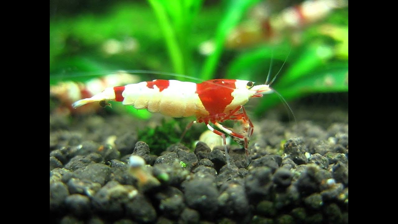 Pure red line high grade - YouTube