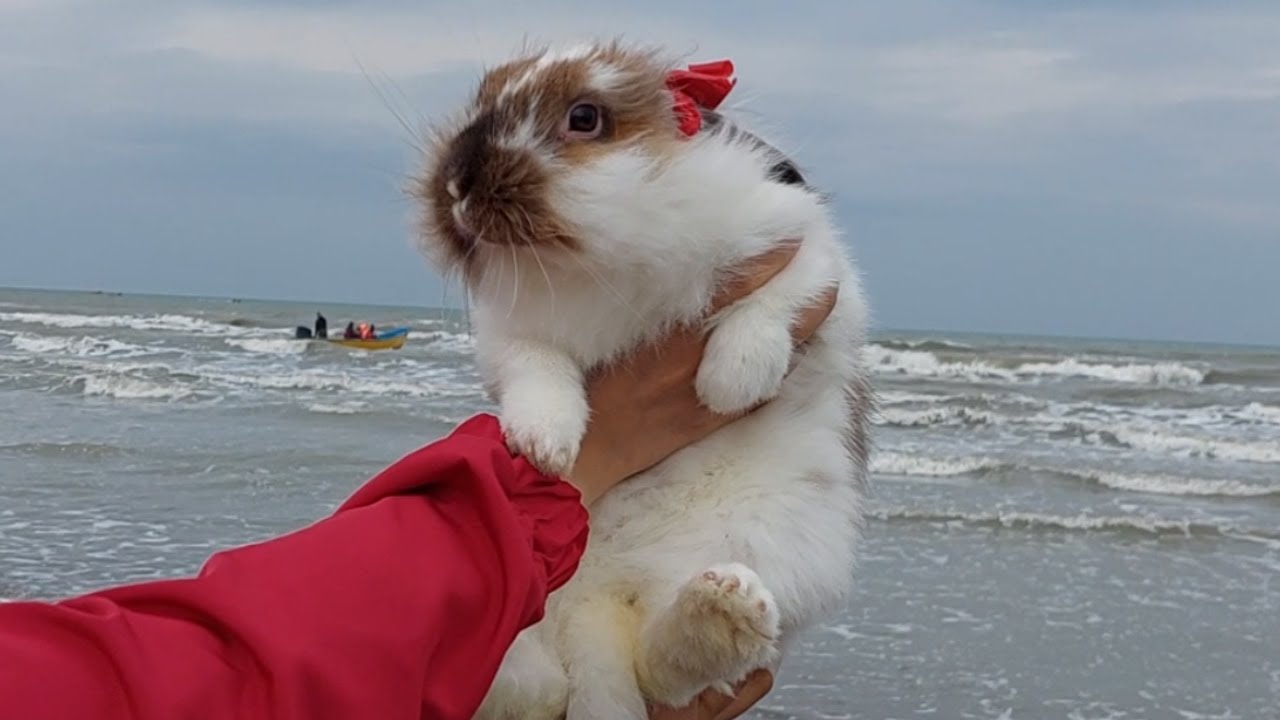 My rabbit's first reaction to seeing the sea | travel vlog to the south ...